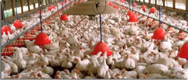 Te presentamos nuestros productos | TVT Nutrition